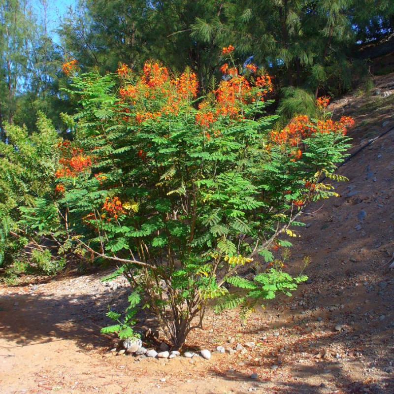 10 graines Caesalpinia Pulcherrima (Petit flamboyant, Césalpine ...
