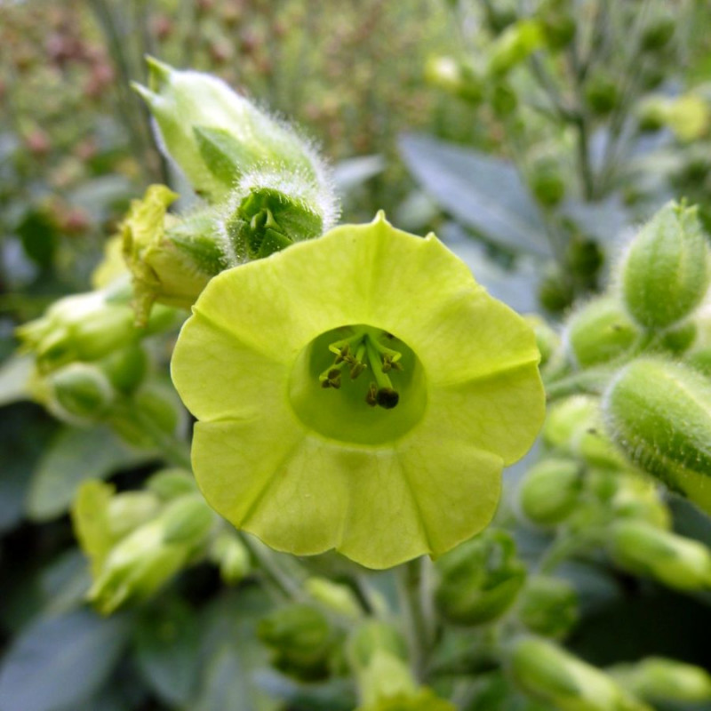 10 graines Nicotiana rustica (Petit Tabac)