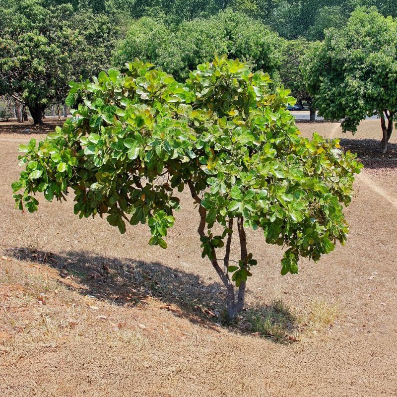 6 graines Anacardium occidentale (Anarcadier, Noix de Cajou, Pommier-cajou)