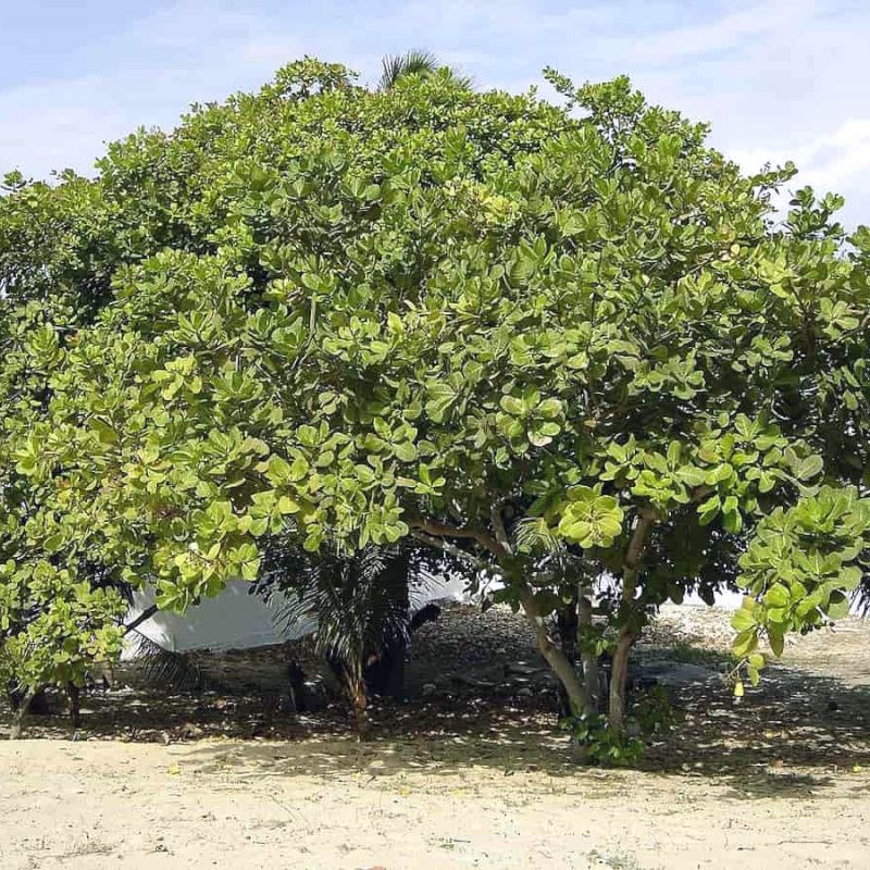 6 graines Anacardium occidentale (Anarcadier, Noix de Cajou, Pommier-cajou)