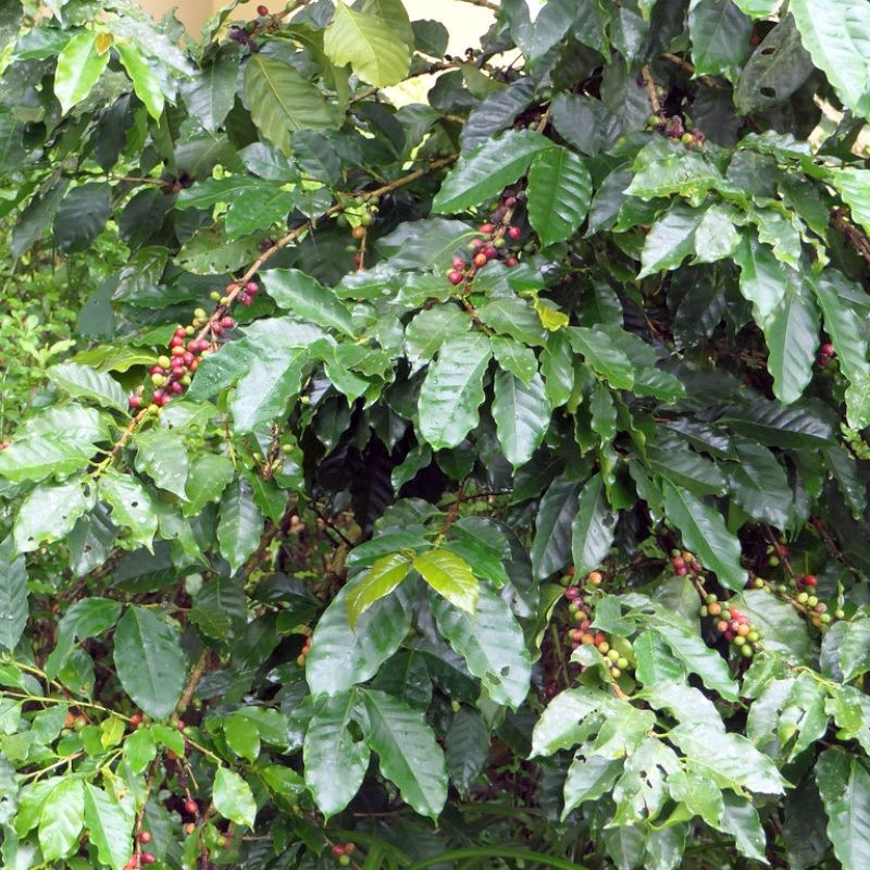 10 graines Coffea Canephora (Caféier Robusta)