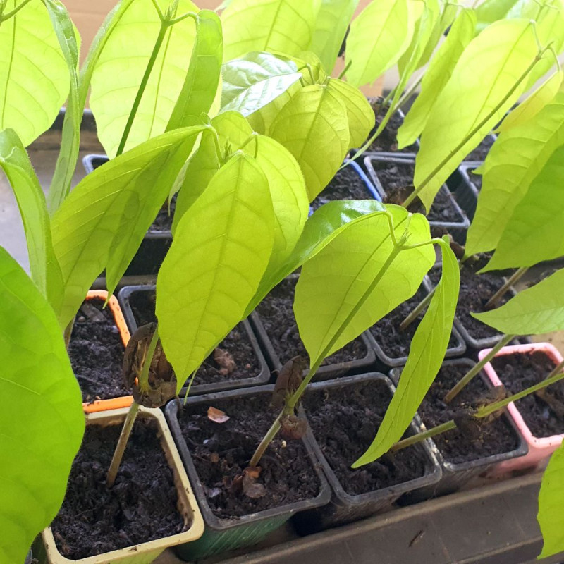 1 Plant de Cacao Forastero (cacaoyer, Theobroma cacao)