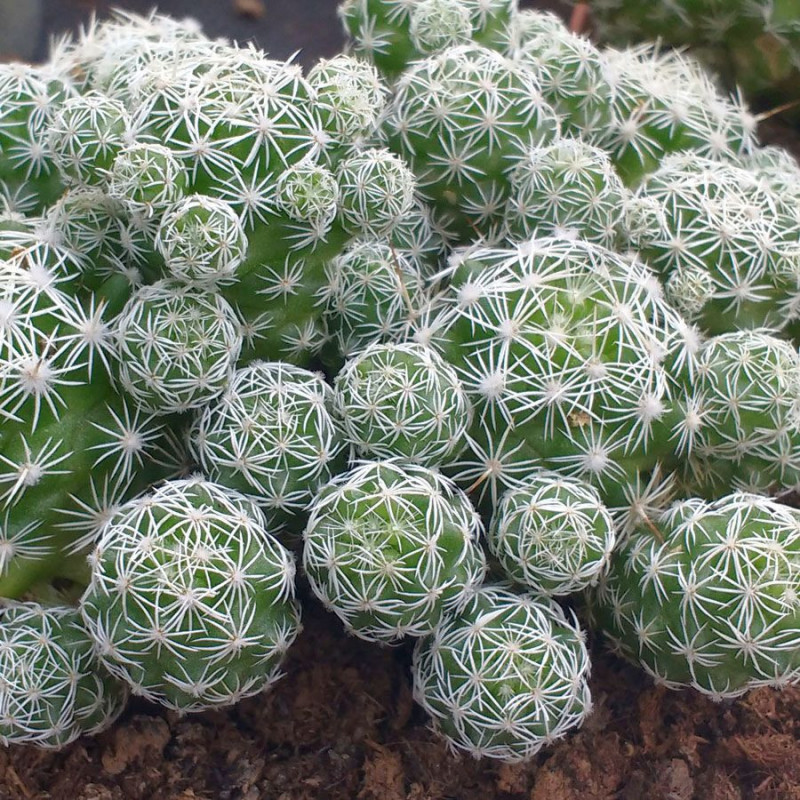 Babyplante Snow cactus (Mammillaria Gracilis) - Mini plante cactus