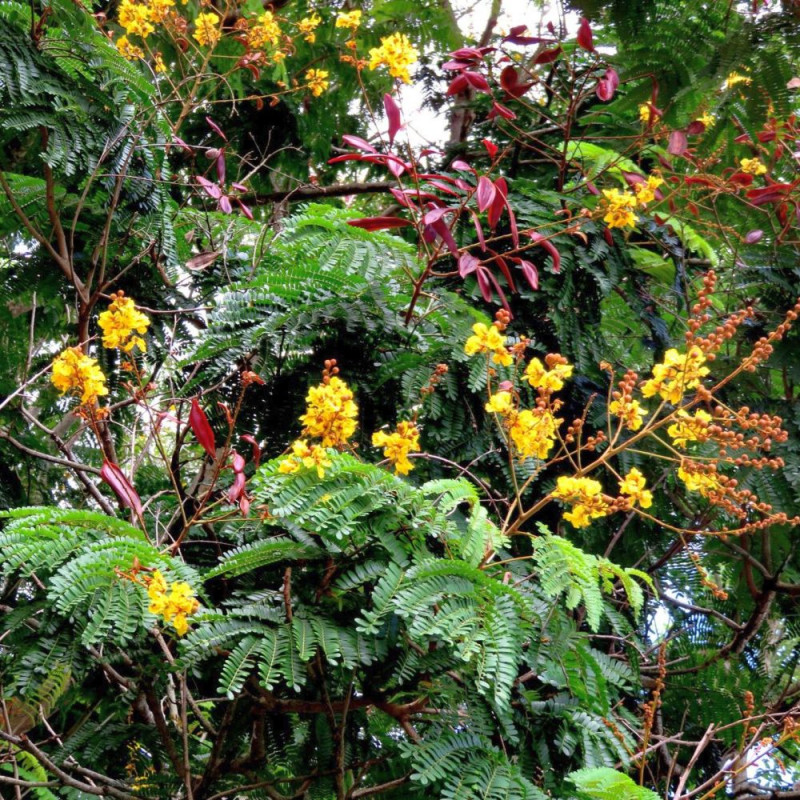 10 graines Biancaea sappan (Caesalpinia sappan ou Bois de sappan)