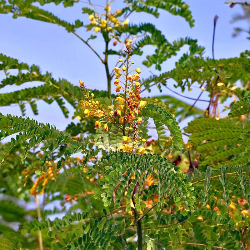 10 graines Biancaea sappan (Caesalpinia sappan ou Bois de sappan)