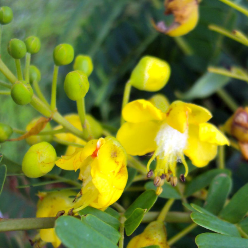 10 graines Biancaea sappan (Caesalpinia sappan ou Bois de sappan)