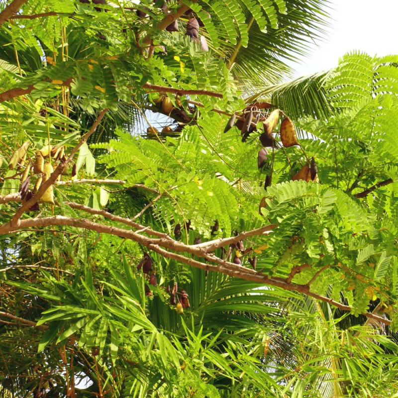 10 graines Biancaea sappan (Caesalpinia sappan ou Bois de sappan)
