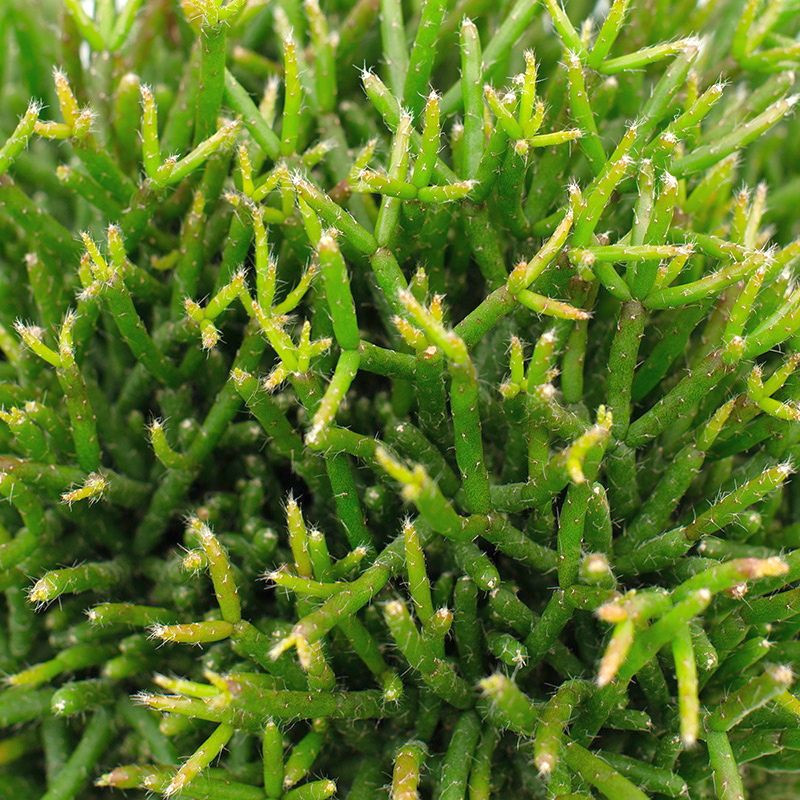 Babyplante Ant Apple (Rhipsalis burchelli) - mini plante cactus