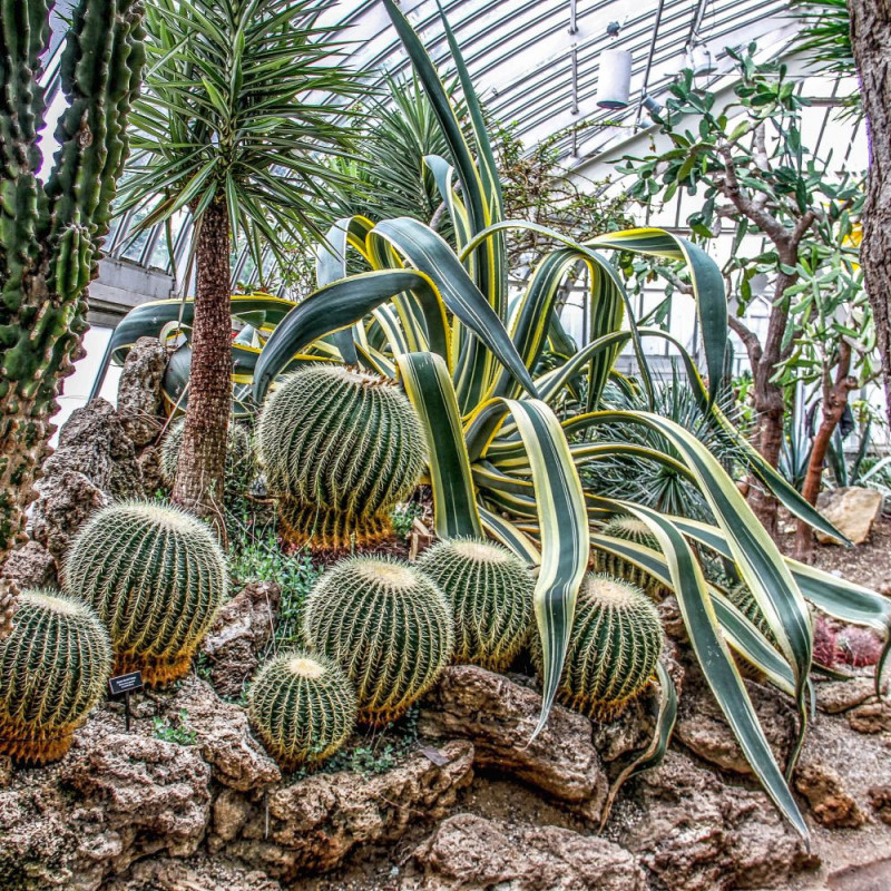 30 graines assortiment de Cactus