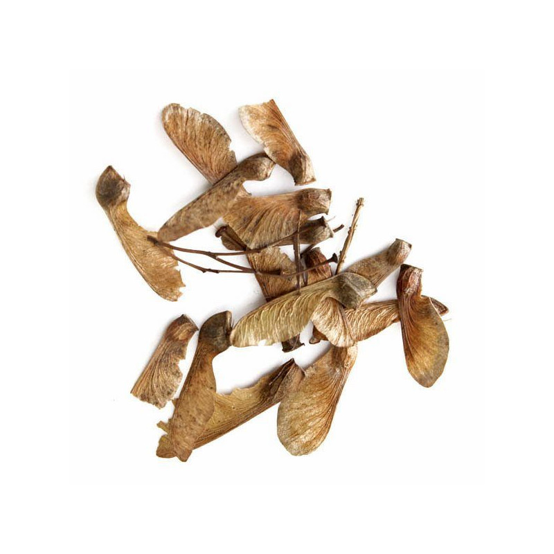 10 graines Erable rouge, Acer rubrum, red maple