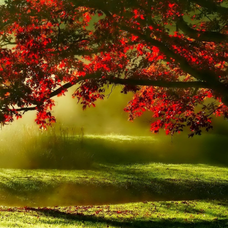 10 graines Erable rouge, Acer rubrum, red maple