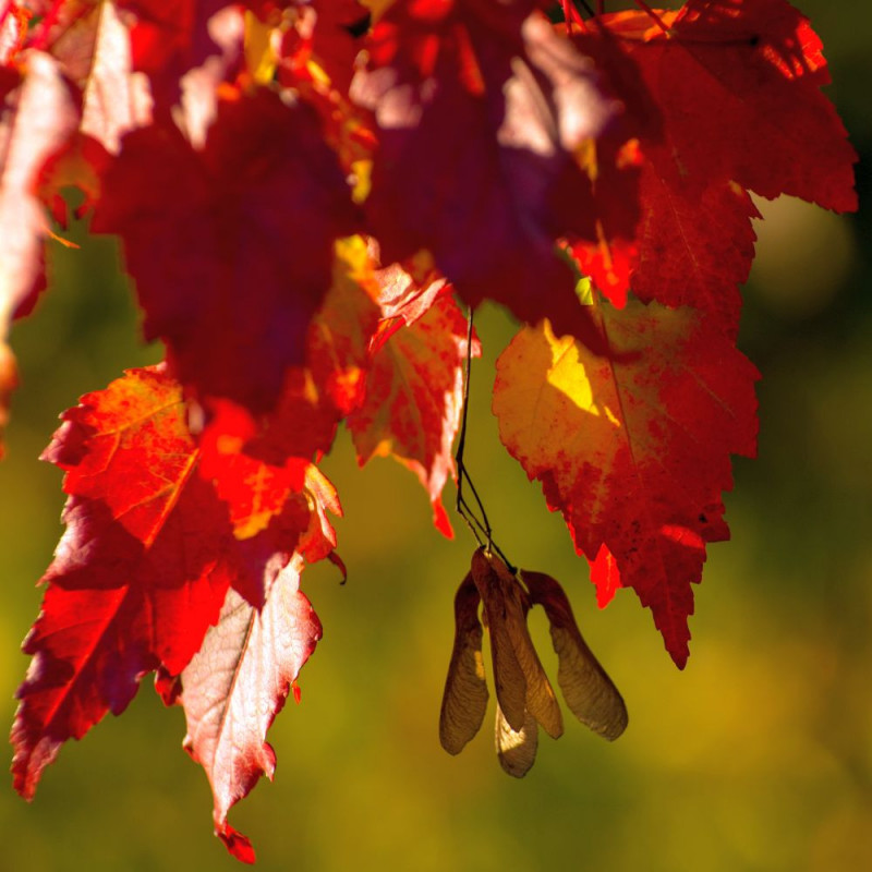 10 graines Erable rouge, Acer rubrum, red maple