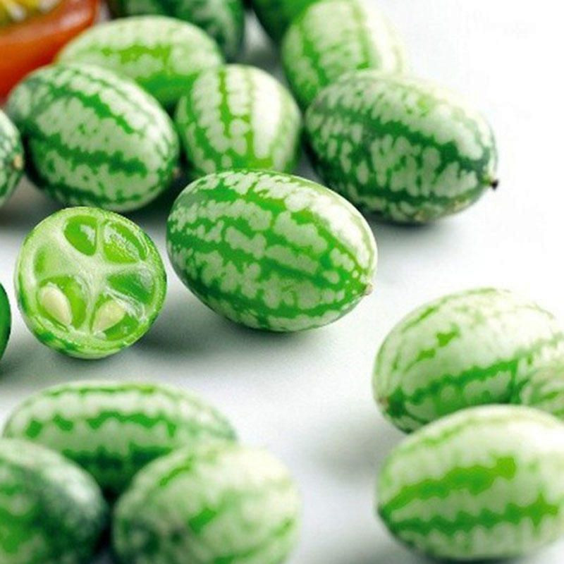 10 graines mini pastèque Watermelon, Citrullus lanatus Thumb